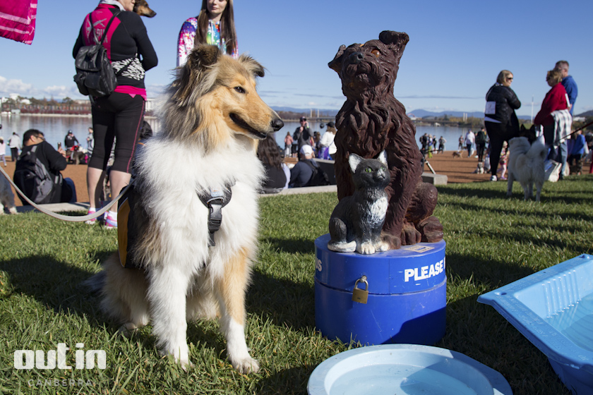 RSPCA Million Paws Walk at Rond Terrace | OutInCanberra
