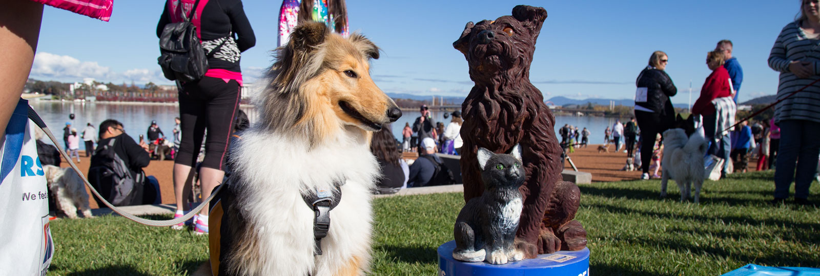 RSPCA Million Paws Walk at Rond Terrace | OutInCanberra