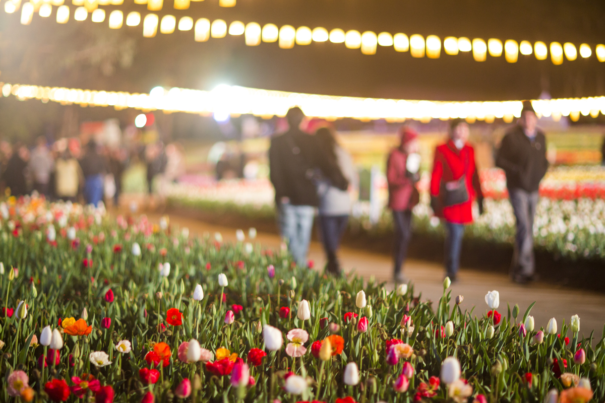 NightFest: Floriade’s after-dark experience is back! | OutInCanberra