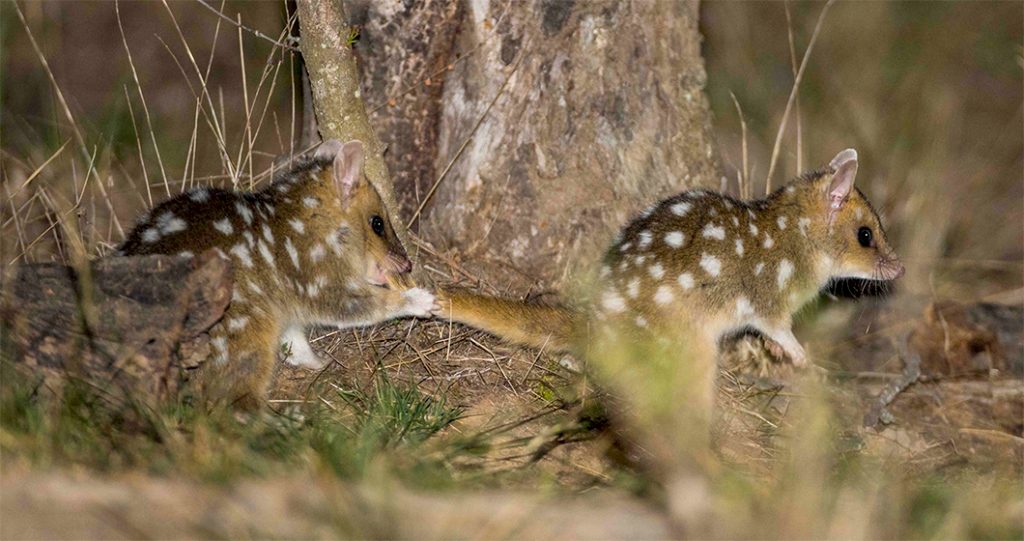 Frisky quolls are loving Canberra life! | OutInCanberra