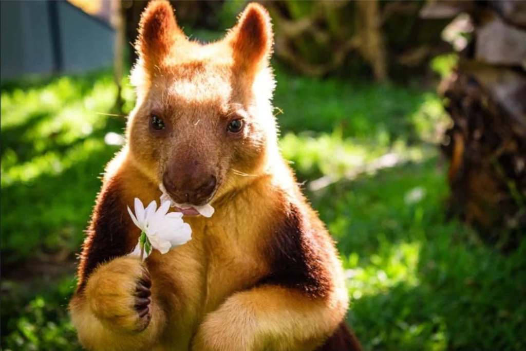 Summer at the Zoo: Games, Treats & Wild Encounters | OutInCanberra
